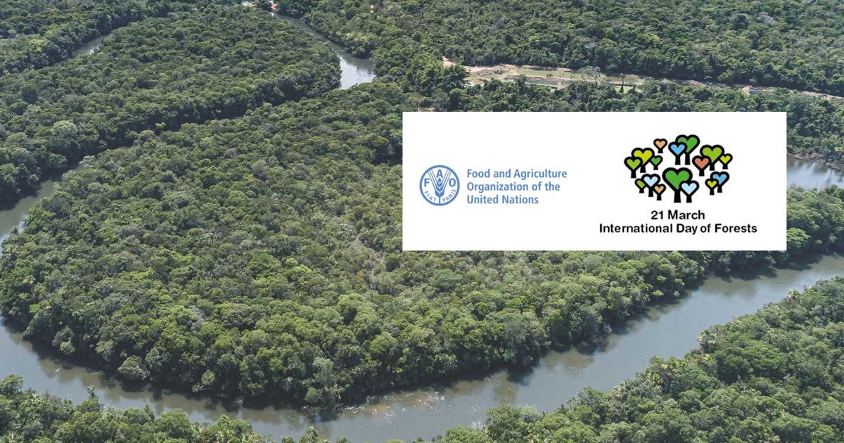 International Day of Forests 2024: Bridging the finance gap for ...